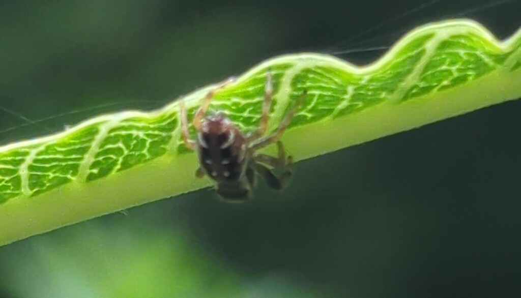 Common Eastern Ray Spider from East Knoxville, Knoxville, TN, USA on ...