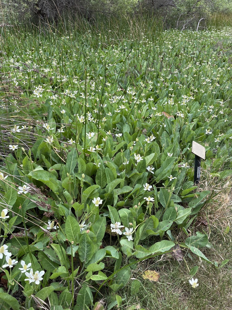 Yerba Mansa from Guajome Regional Park, Oceanside, CA, US on May 28 ...