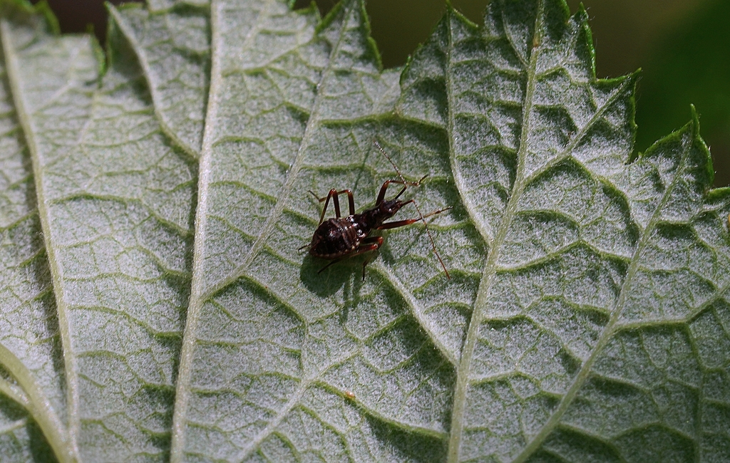 Tree Damsel Bug in May 2024 by Mamalomele · iNaturalist