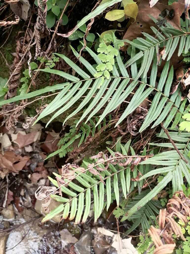 ladder fern from Guadalupe, N.L., México on February 18, 2024 at 12:10 ...