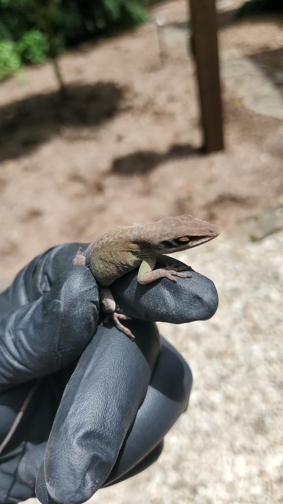 Green Anole from Monteagle on May 28, 2024 at 01:19 PM by Wesley Higdon ...