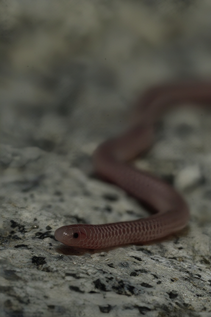 Western Threadsnake in May 2024 by Alexander Gregory Mason · iNaturalist