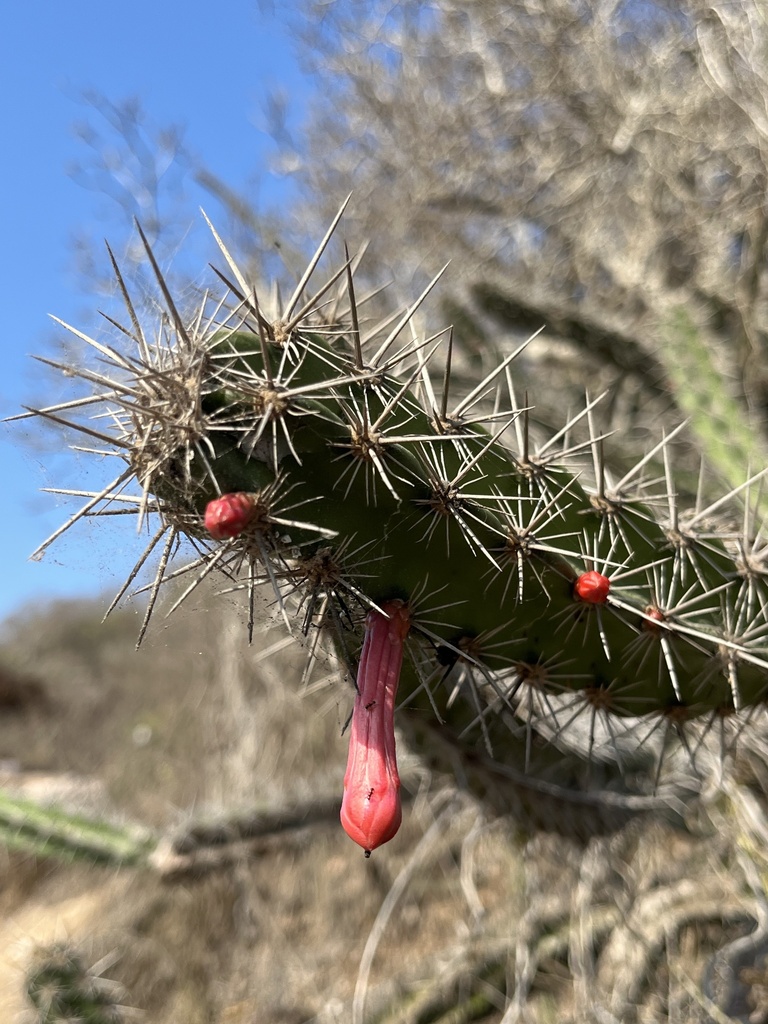 Octopus Cactus in May 2024 by mariana_1234 · iNaturalist