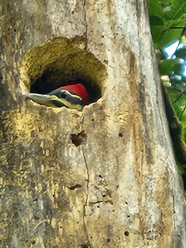 Pileated Woodpecker from Nanjemoy, MD 20662, USA on May 28, 2024 at 09: ...