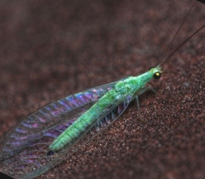 Mallada basalis from H6WW+C4X, Nizamuddin, National Zoological Park ...