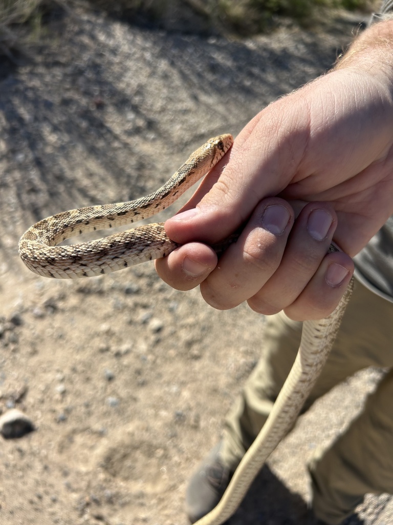 Gopher Snake from White Sands Missile Range, Organ, NM, US on May 27 ...