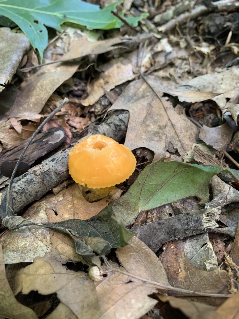 orange gilled waxcap from West Baden Springs, IN, US on May 28, 2024 at ...