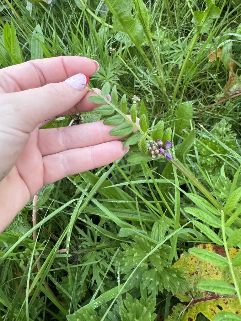 Bush Vetch from Manchester, England, United Kingdom on May 4, 2024 at ...