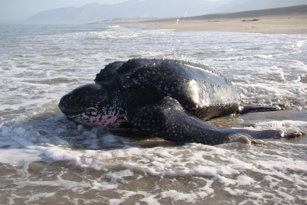 Leatherback Sea Turtle in February 2009 by Milenka Sánchez Yáñez ...