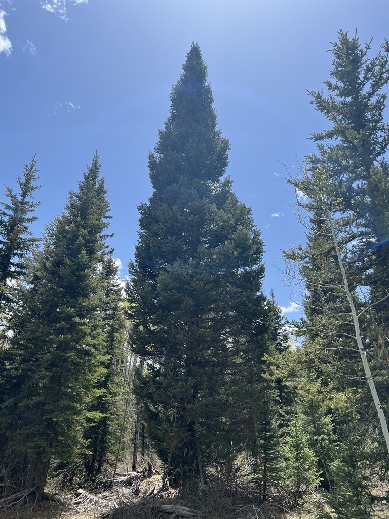 subalpine fir from San Juan National Forest - Headquarters, Pagosa ...