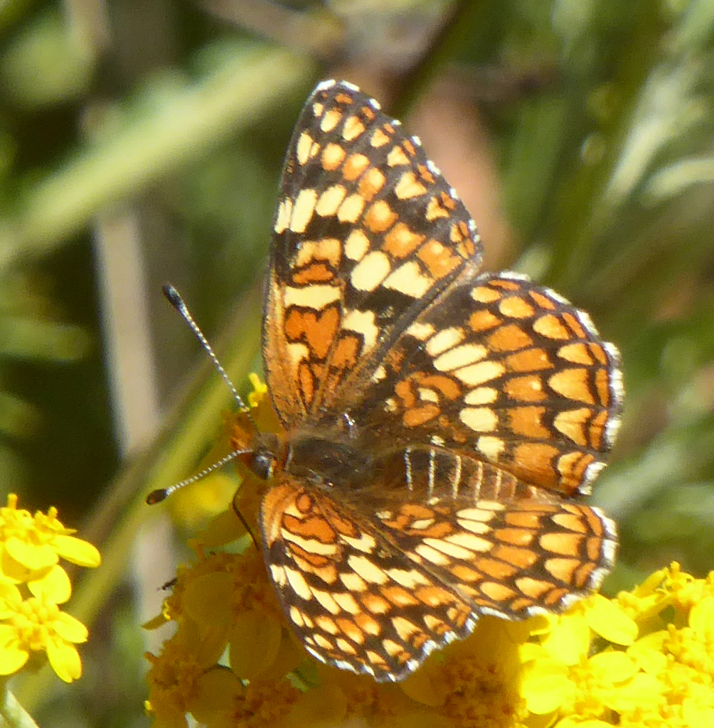 Gabb's Checkerspot from Cleveland National Forest, Riverside County, US ...