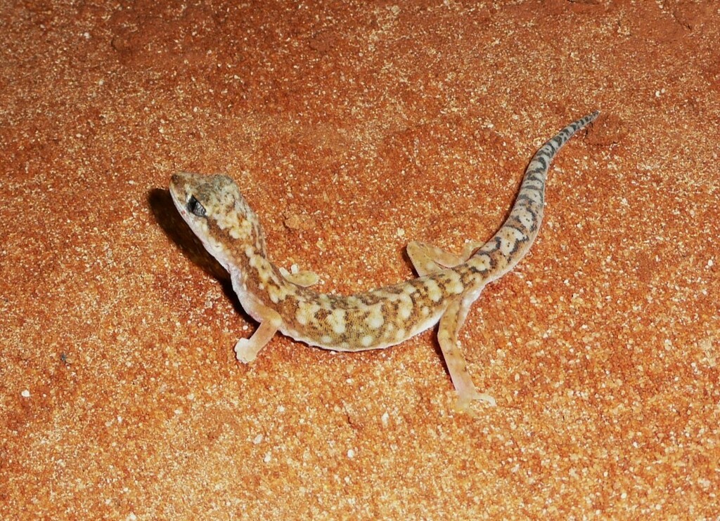 White-spotted Ground Gecko from Francois Peron Nat'l Park WA 6537 ...