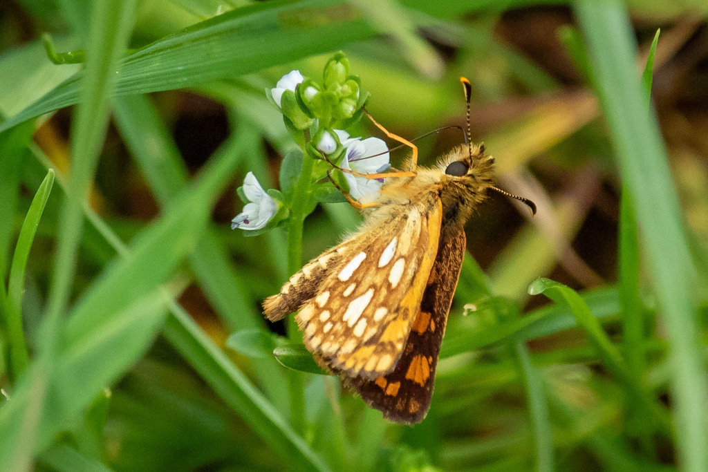 Arctic Skipper from Derry, NH, USA on May 28, 2024 at 10:14 AM by ...