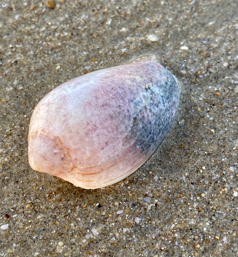 Zebra Volute from Tasman Sea, Corindi Beach, NSW, AU on May 29, 2024 at ...