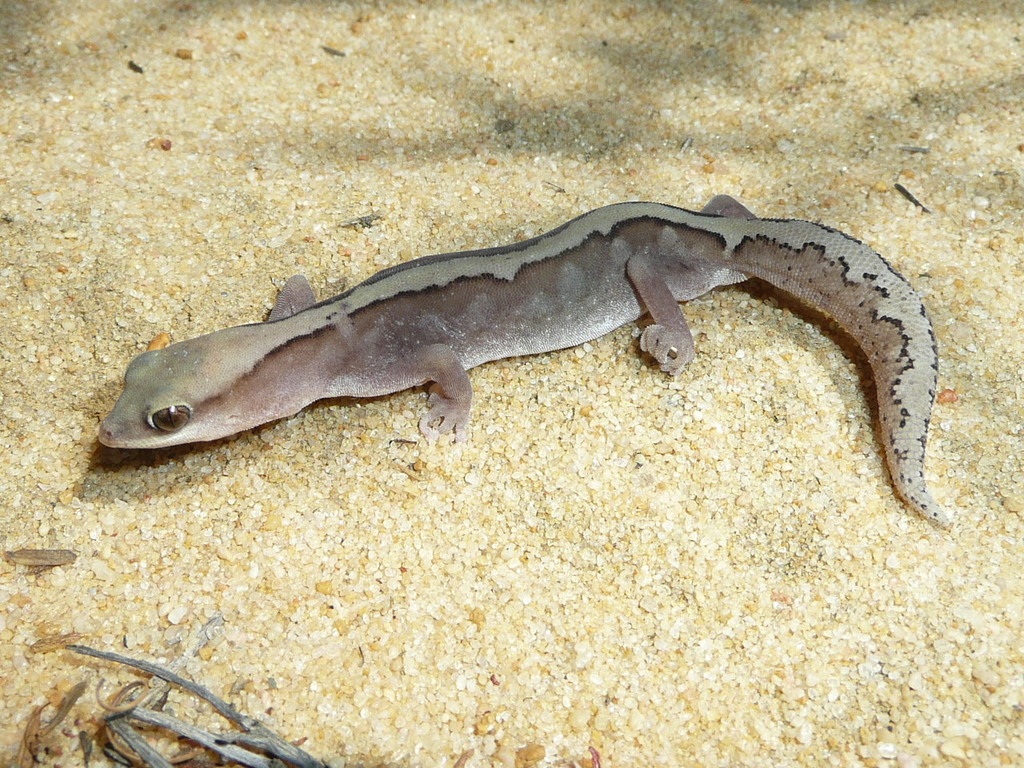 Fine-faced Gecko from Kalbarri WA 6536, Australia on November 29, 2011 ...