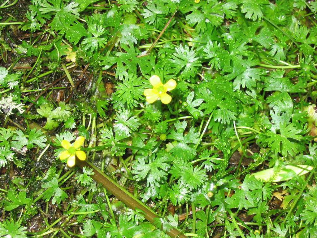 Small Yellow Water-crowfoot (Plants of Jasper National Park (Guide 4 ...