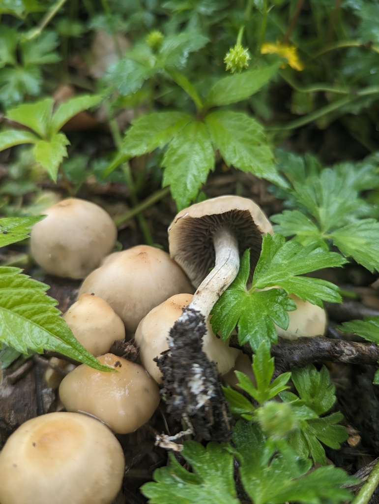 Psychedelic Ovoid Mushroom in May 2024 by Tim Best · iNaturalist