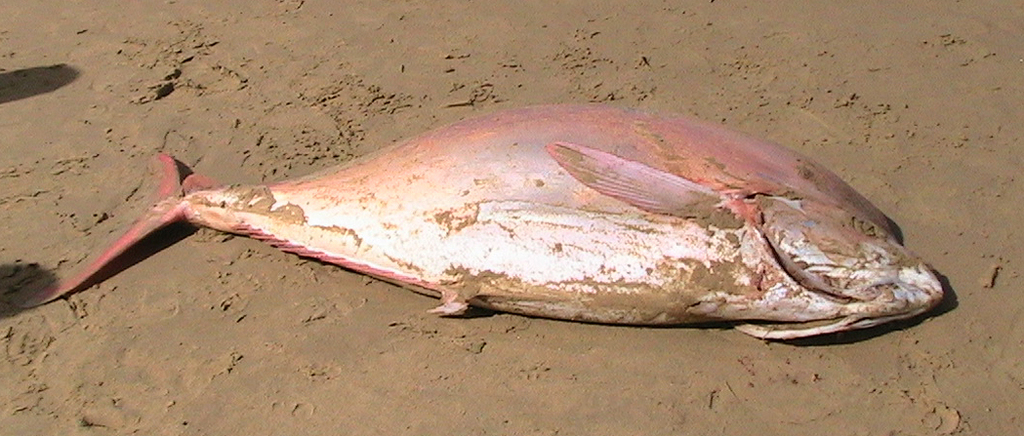 Louvar (Luvarus imperialis) - Marine Life Identification