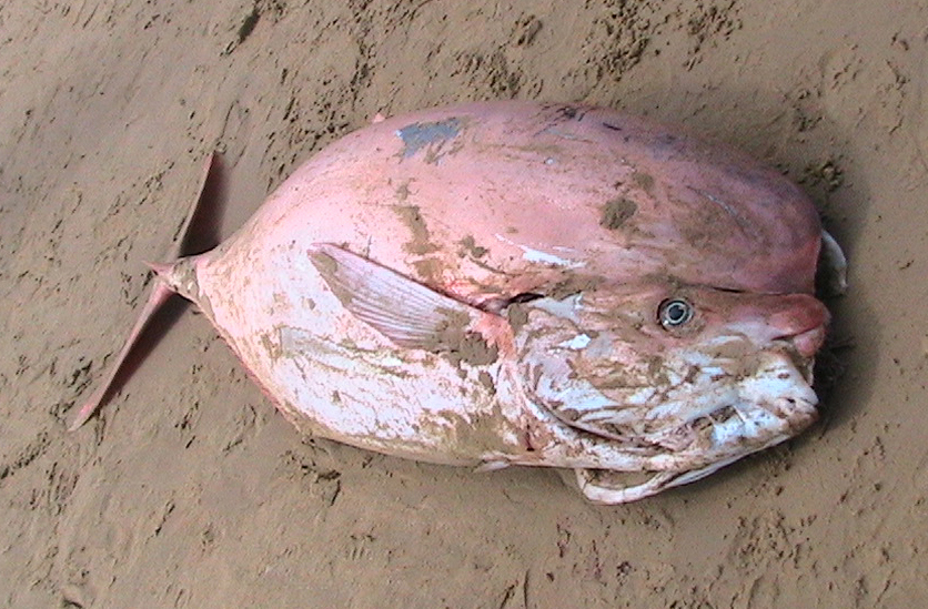 Louvar (Luvarus imperialis) - Marine Life Identification