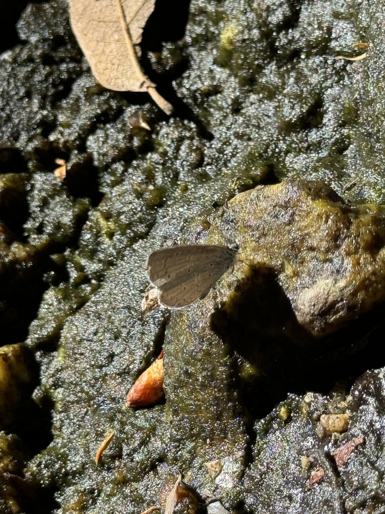 Echo Azure from Pima County, AZ, USA on May 28, 2024 at 09:35 AM by ...