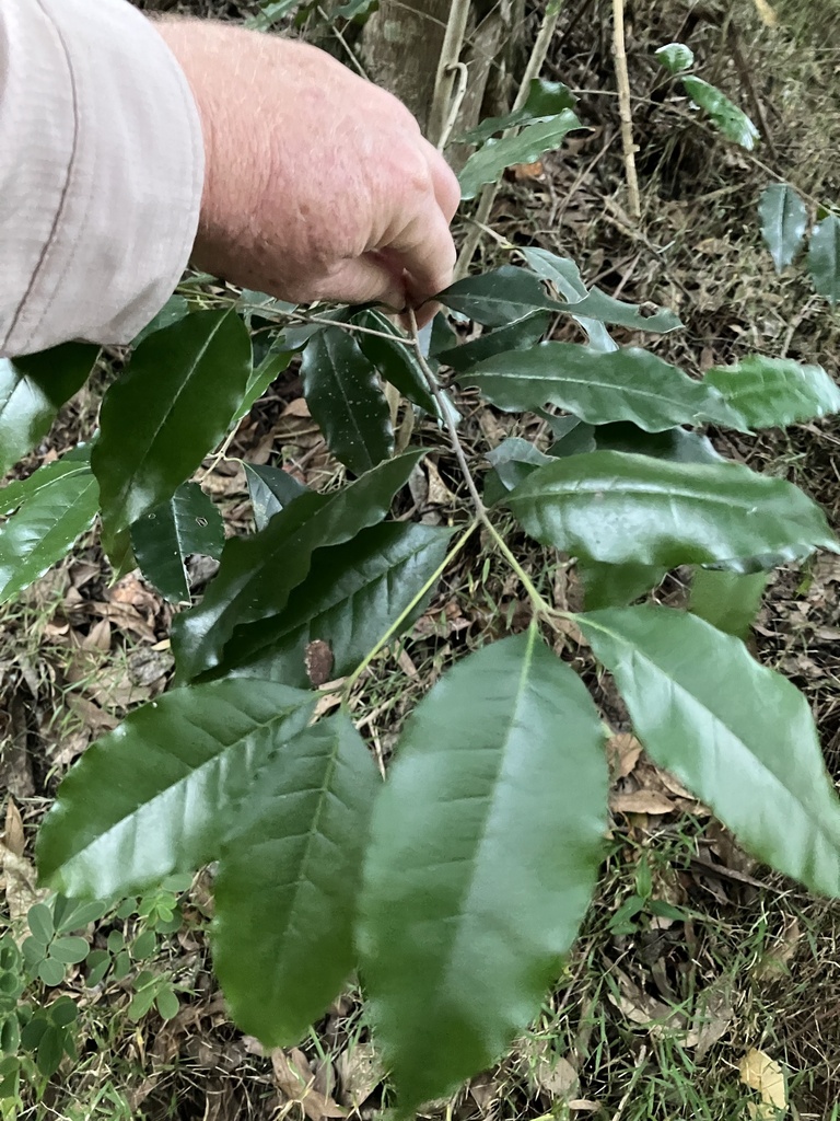 Australian Olive in May 2024 by chris_rob · iNaturalist
