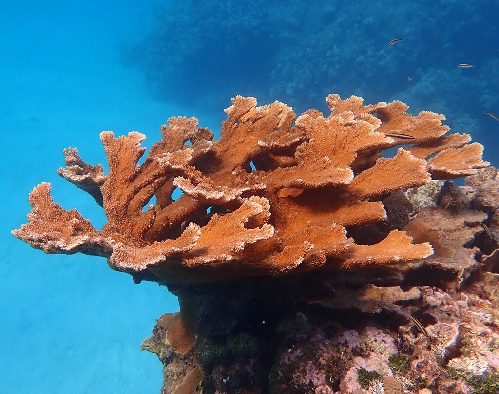 Elkhorn Coral (Caribbean Coral: Shallow Water Stony Corals Commonly ...