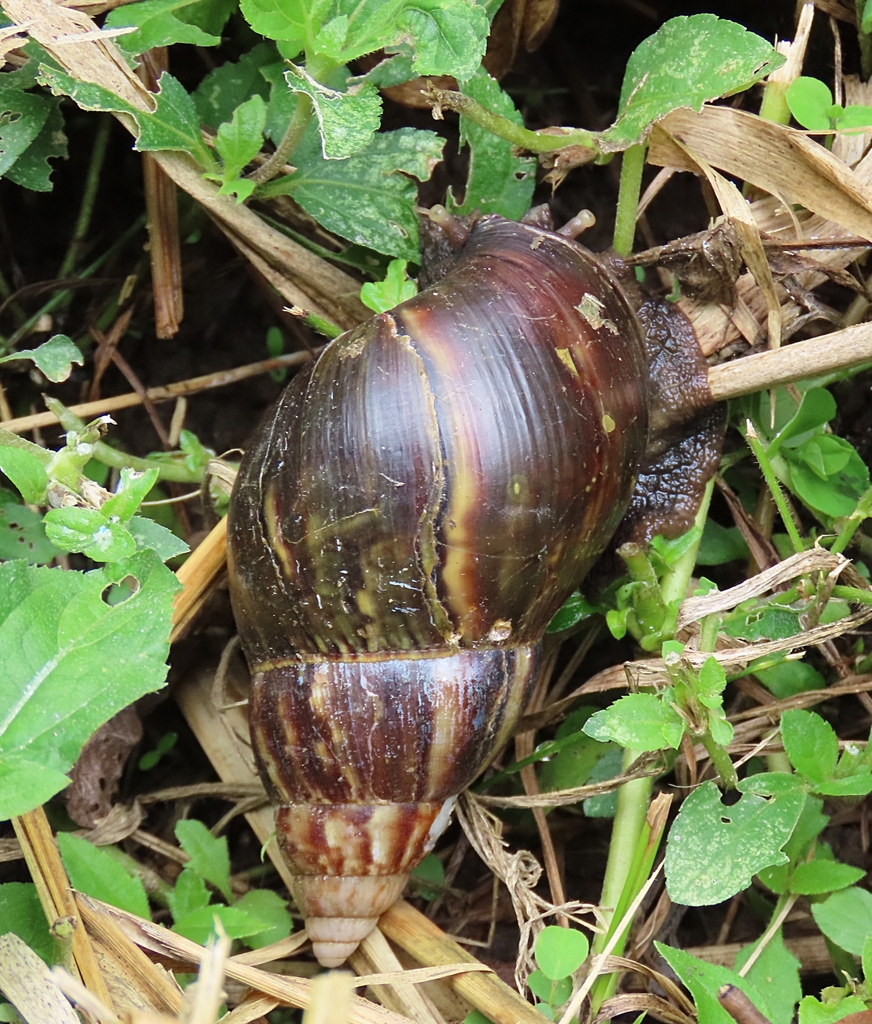 African Giant Snail from Parque del Este, Caracas, Venezuela on October ...
