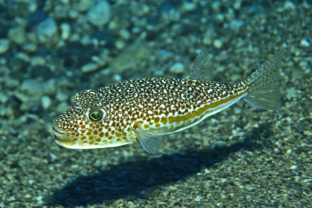 Highfin Toadfish from Raoul Island on November 10, 2004 by Malcolm ...