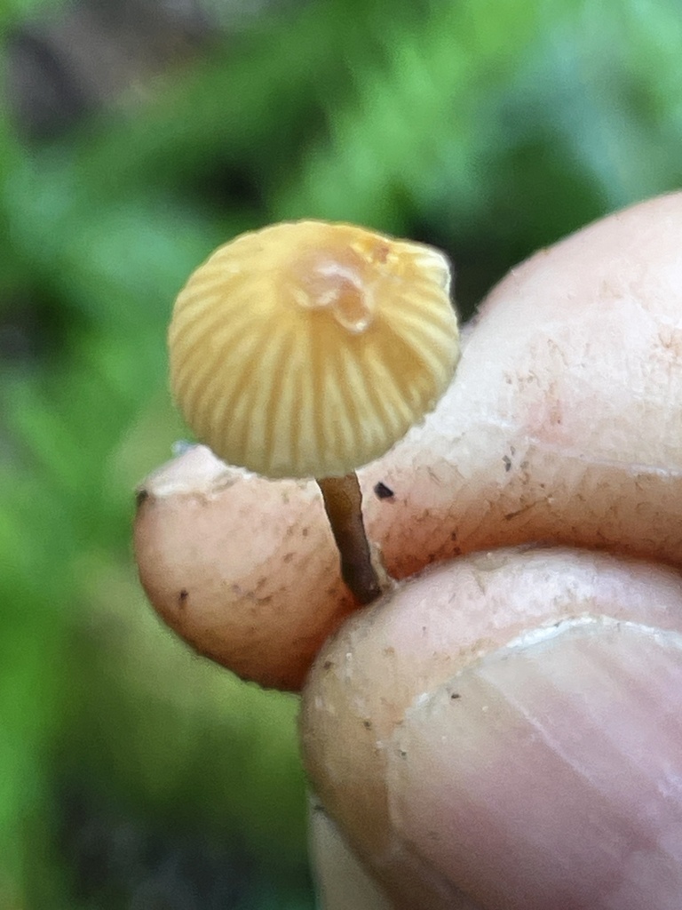 Galerina vittiformis bispora from Idylwood Dr SW, Issaquah, WA, US on ...