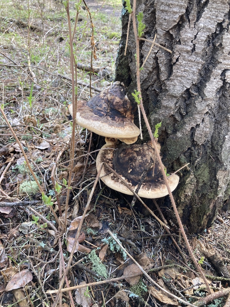 Ochre-banded Conk from Foothills County, AB, Canada on May 25, 2024 at ...