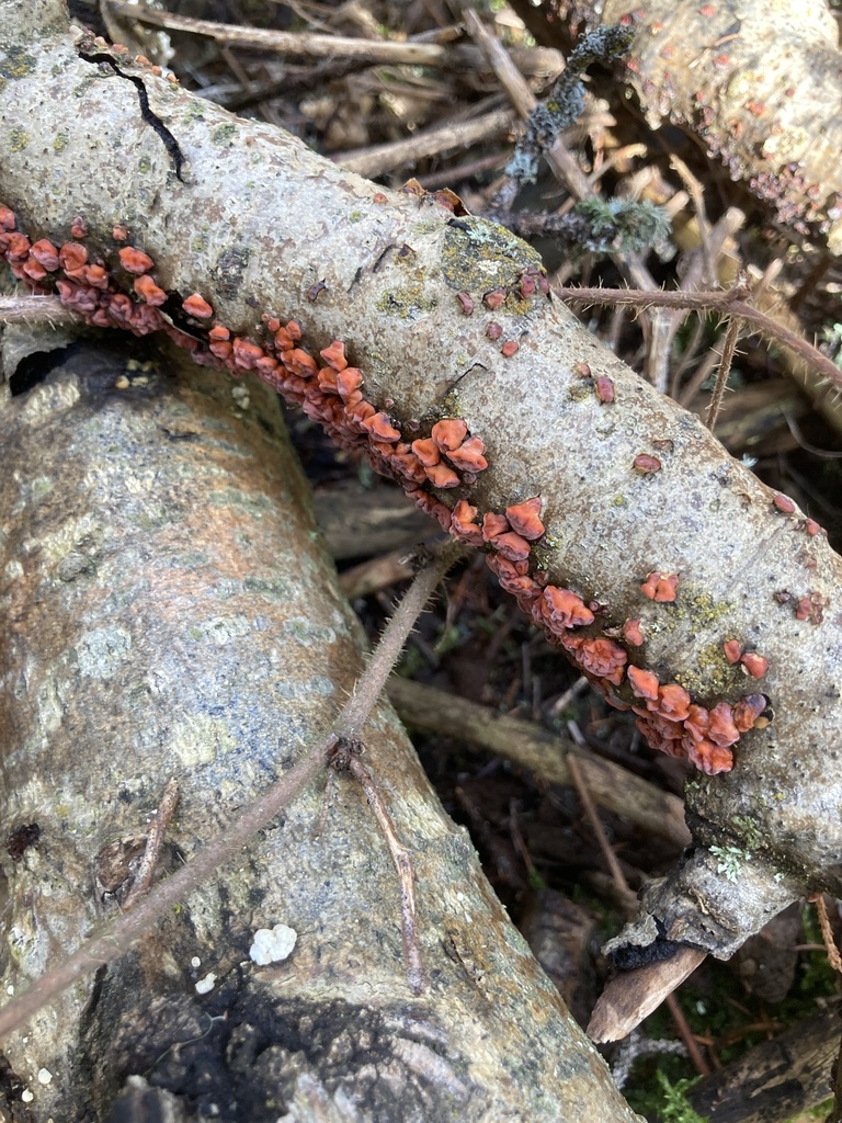 Red Tree Brain Fungus from Foothills County, AB, Canada on May 25, 2024 ...