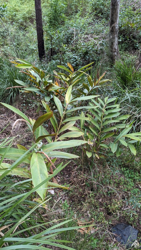 Native Ginger in June 2023 by DaveHiggins · iNaturalist