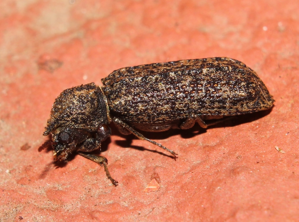 Two-horned Powder-post Beetle from GPXH+FM, 64924 La Estanzuela, N.L ...