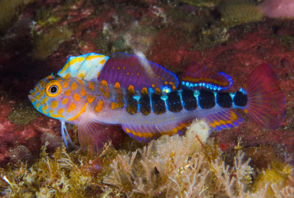 Triplefins (Tripterygiidae) - Marine Life Identification