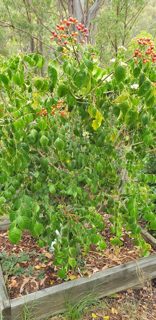 limeberry in January 2023 by DaveHiggins · iNaturalist