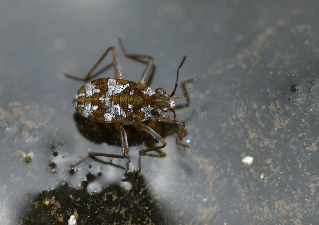 Microvelia americana from Forsyth County, NC, USA on March 16, 2024 at ...