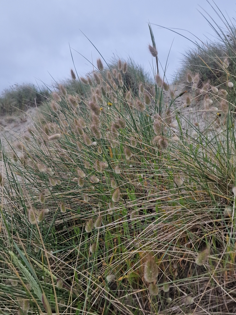 Hare's Tail Grass from East Head SSSI, West Wittering, West Sussex on ...