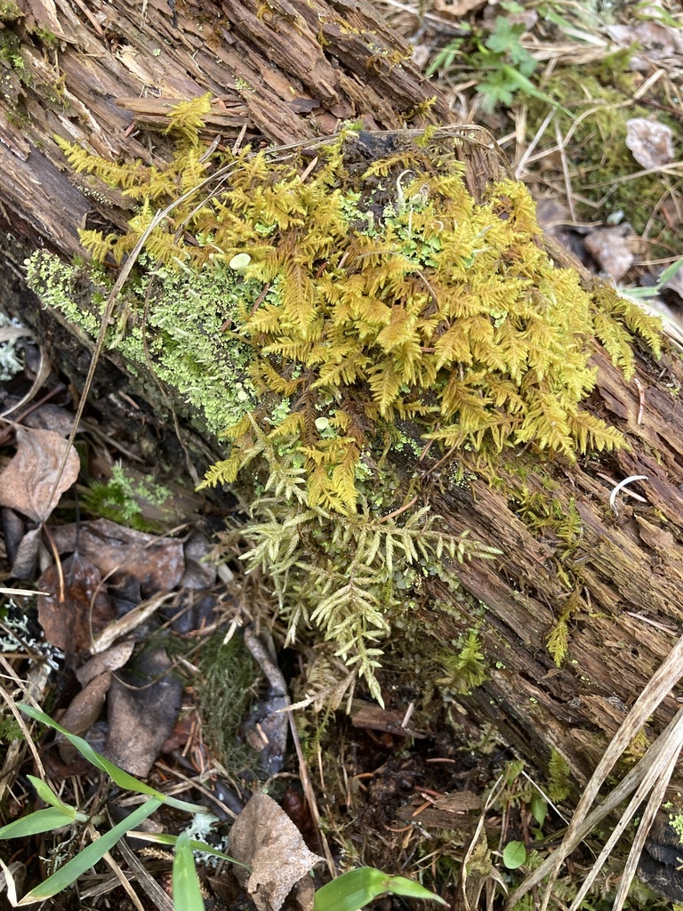 Ptilium from Foothills County, AB, Canada on May 25, 2024 at 09:10 AM ...