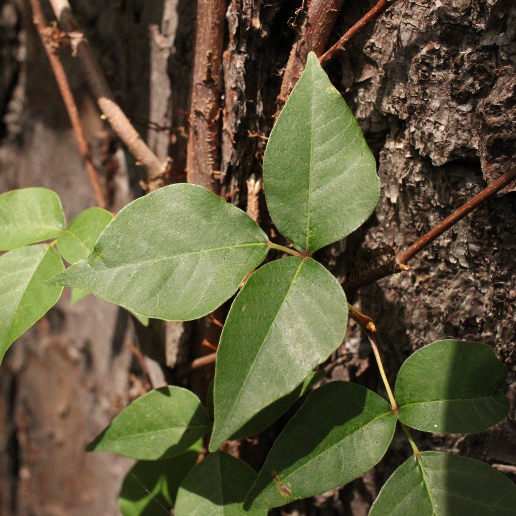 eastern poison ivy from Sumter, SC, USA on May 28, 2024 at 02:30 PM by ...