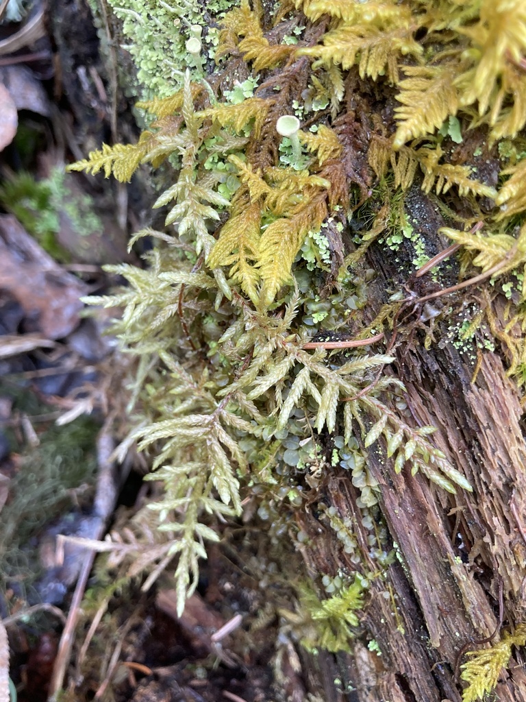 mosses from Foothills County, AB, Canada on May 25, 2024 at 09:11 AM by ...