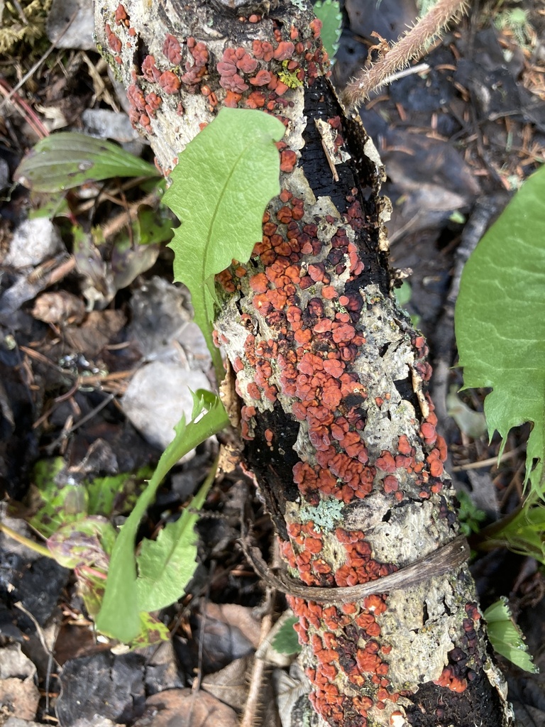 Red Tree Brain Fungus from Foothills County, AB, Canada on May 25, 2024 ...