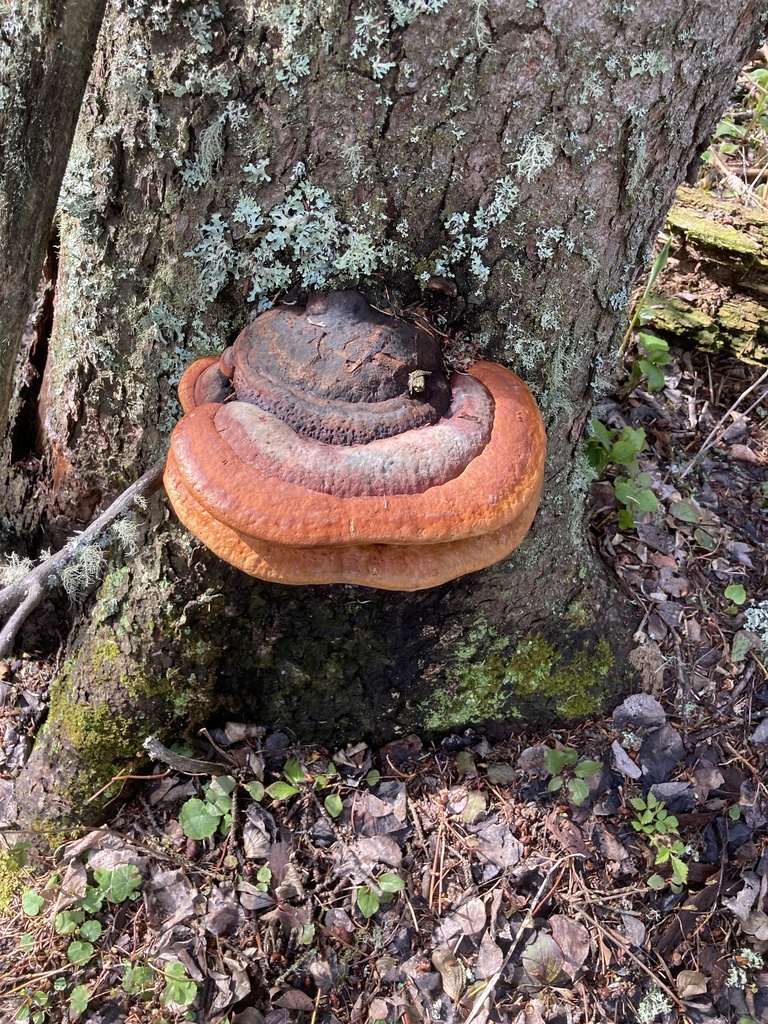 Northern Red Belt from Foothills County, AB, Canada on May 25, 2024 at ...