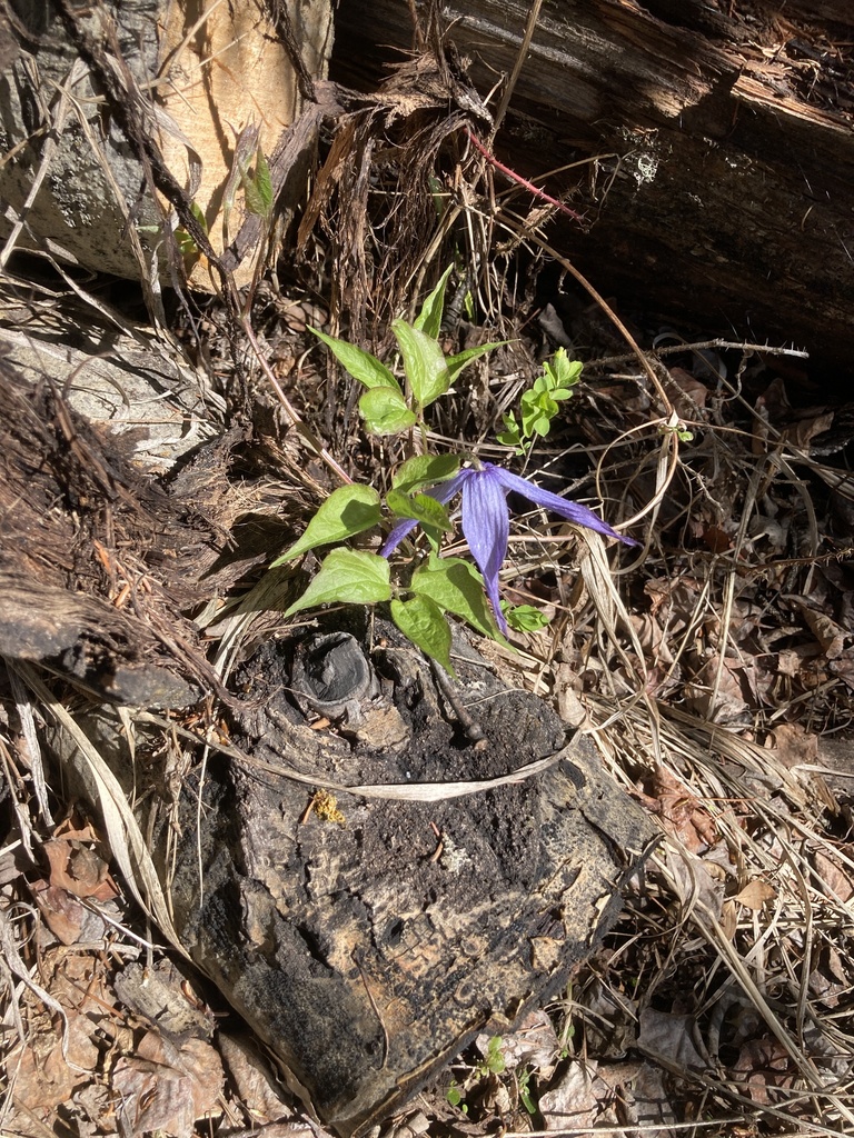 Purple Clematis from Foothills County, AB, Canada on May 25, 2024 at 10 ...