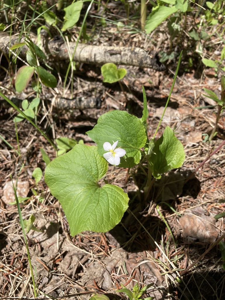 Canada Violet from Foothills County, AB, Canada on May 25, 2024 at 10: ...