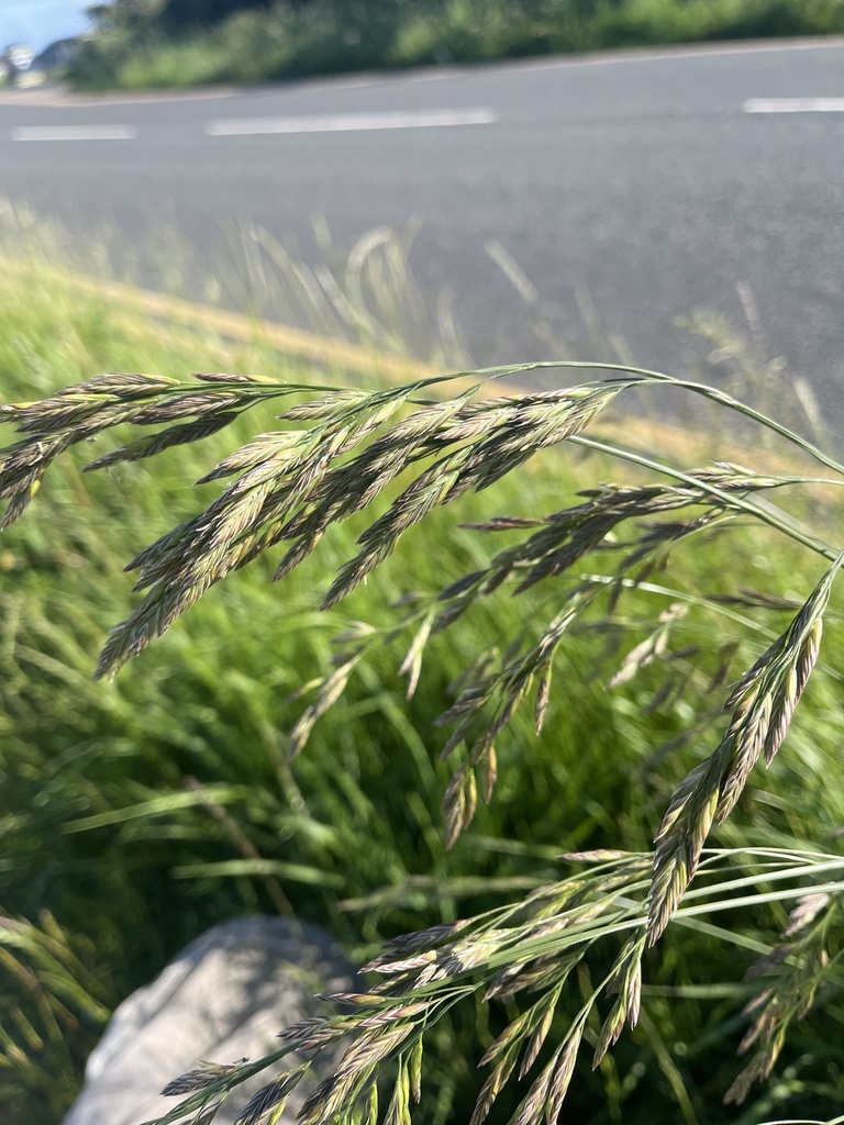 tall fescue from Marshside Road, Southport, England, GB on May 27, 2024 ...