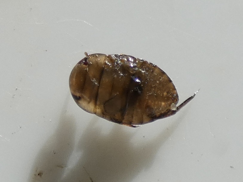 saucer bug from Hesketh Road, Sefton, England, GB on May 27, 2024 at 05 ...