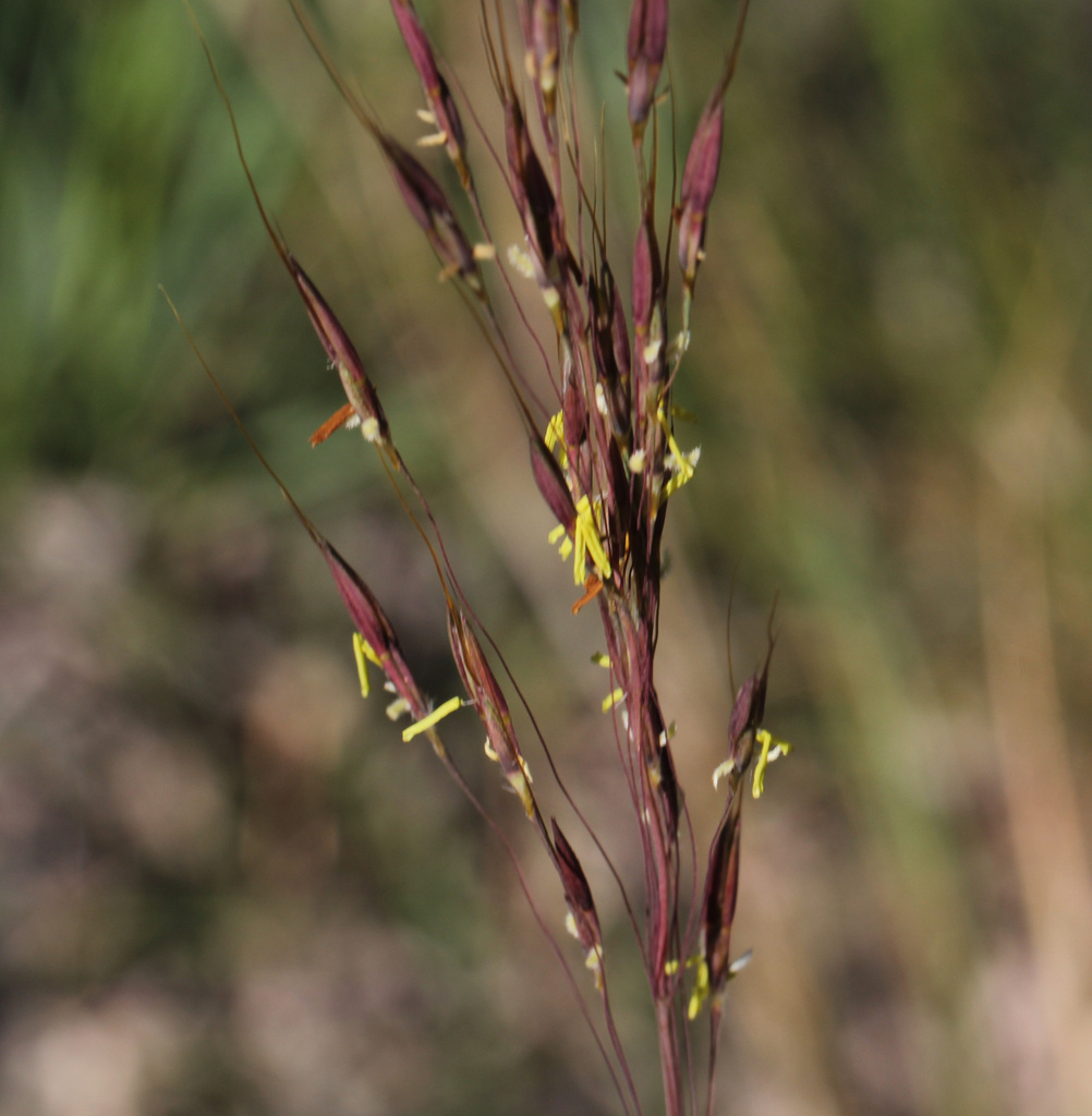 Chrysopogon fallax from Wondul Range NP, Bybera QLD 4387, Australia on ...