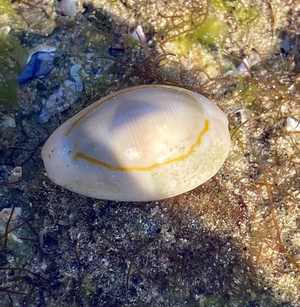 Gold Ring Cowry from Woolgoolga, NSW, AU on May 29, 2024 at 08:40 AM by ...