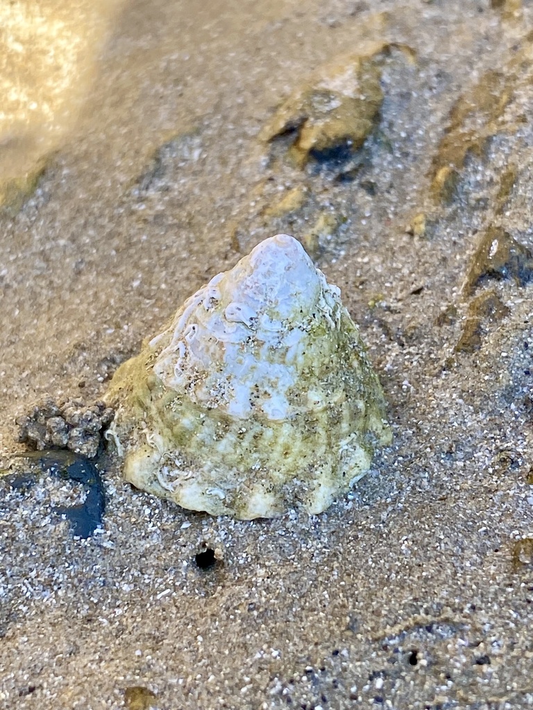 Common Tent Shell from Pollack Esplanade, Woolgoolga, NSW, AU on May 29 ...