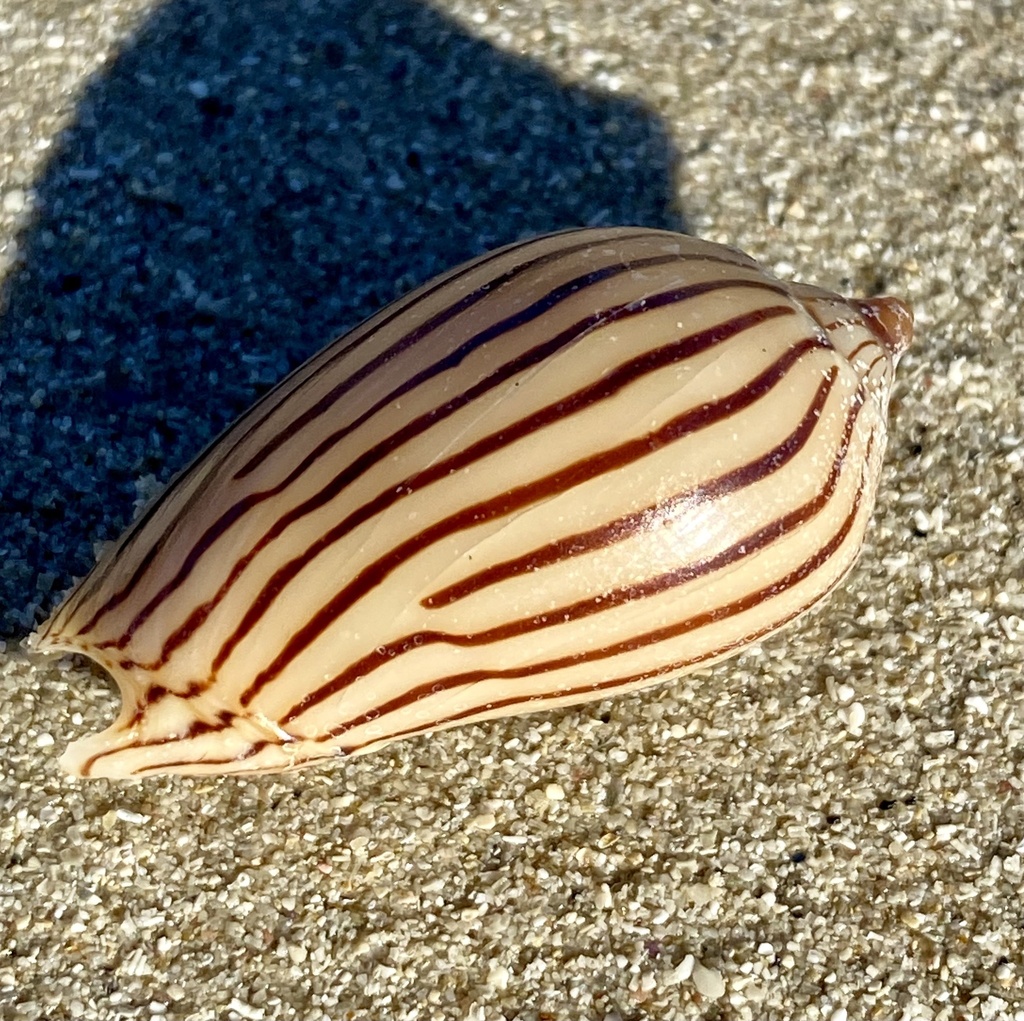 Zebra Volute from Woolgoolga Bay, Woolgoolga, NSW, AU on May 29, 2024 ...